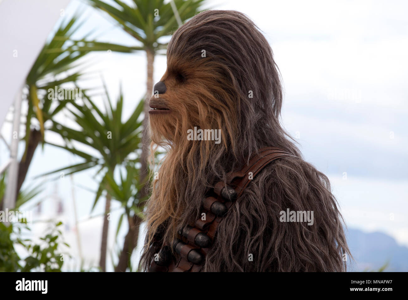 Chewbacca at the Solo: A Star Wars Story film photo call at the 71st ...
