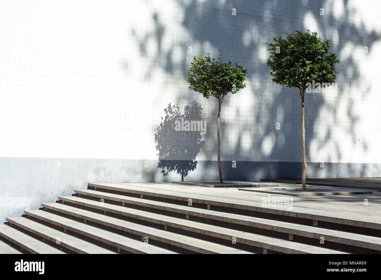trees in Porto Stock Photo - Alamy
