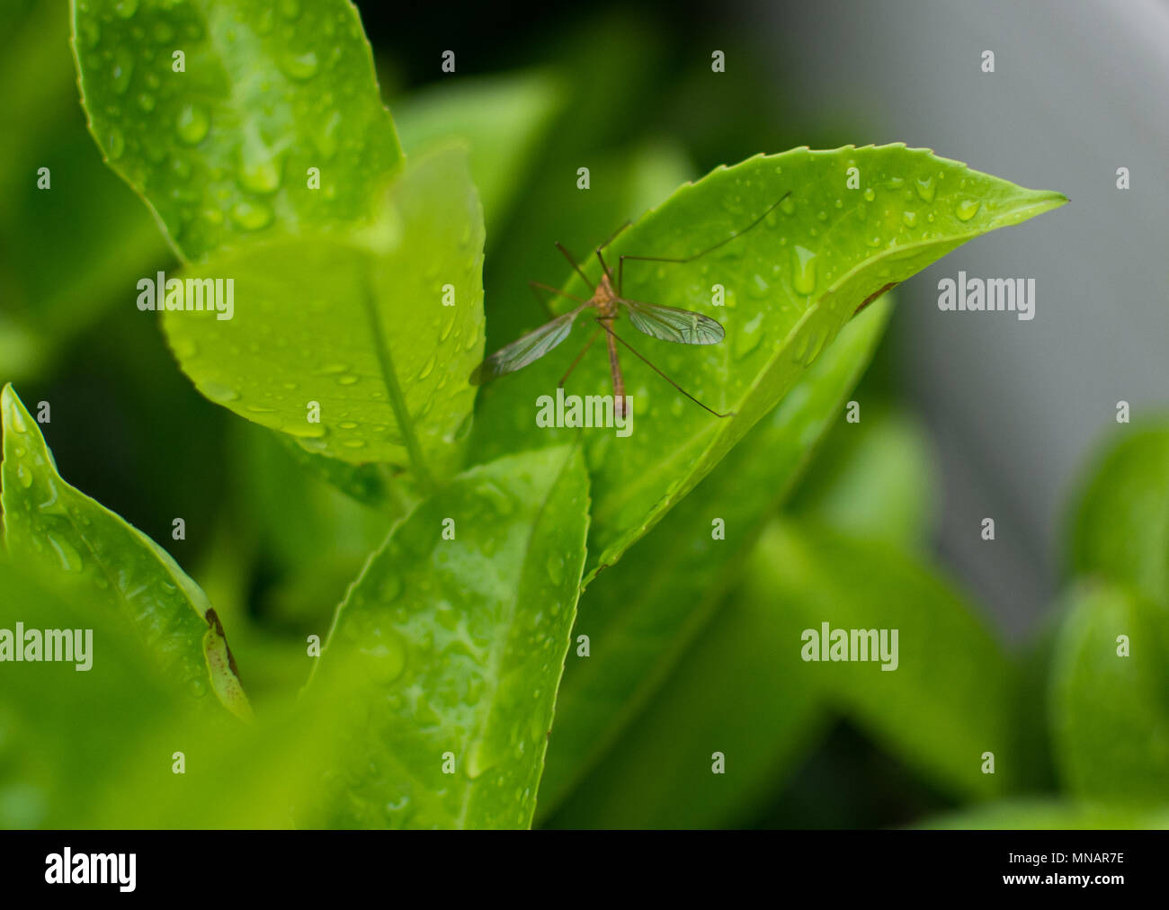 Male mosquito hi-res stock photography and images - Alamy