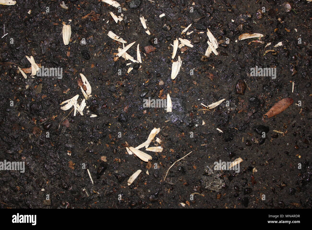 Confectionery sun flower seed shells hi-res stock photography and ...