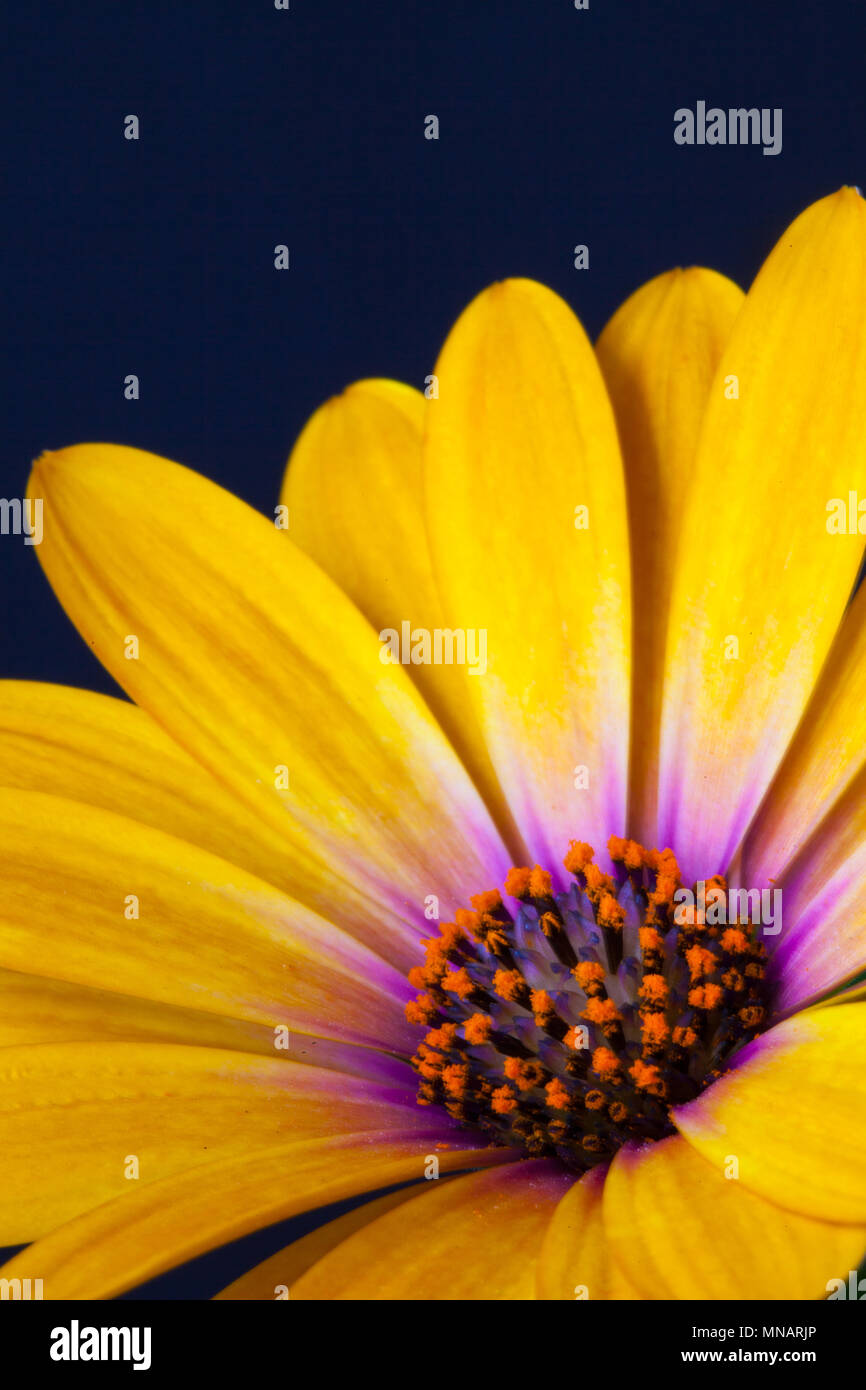 Detail of Yellow Cape Marigold (Dimorphotheca spp. ) flower. It is also ...
