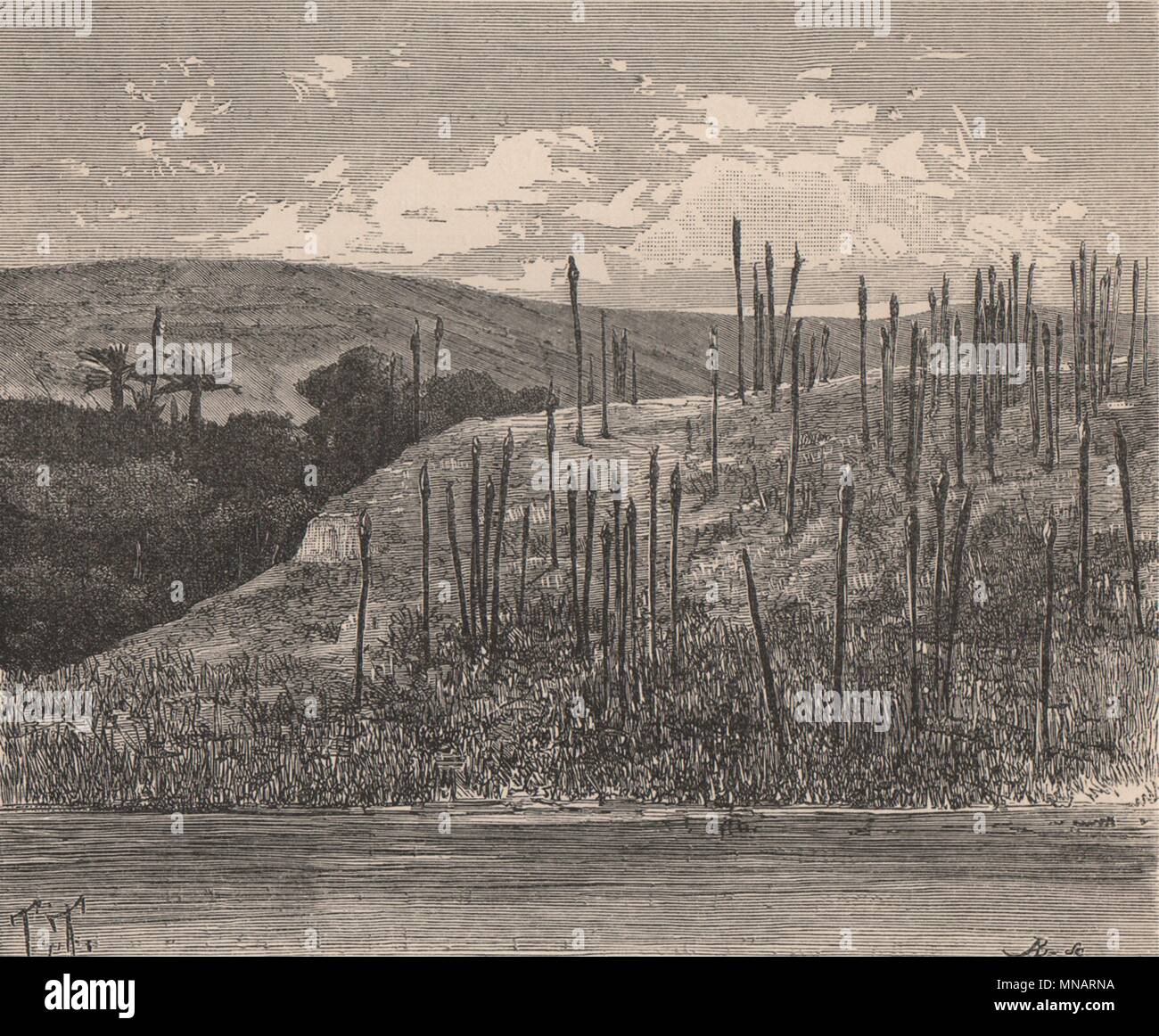 Dead Trunks of Palms near M'suala, on the Congo. Congo Basin 1885 old ...