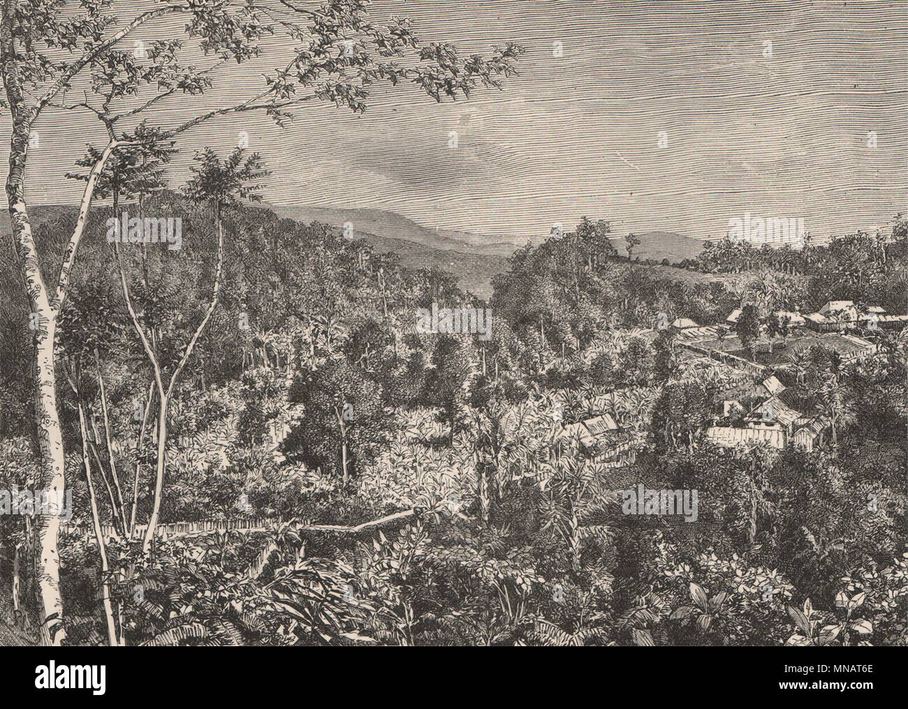 Coffee Plantation, Preang Regencies, Java. Indonesia. East Indies 1885 ...