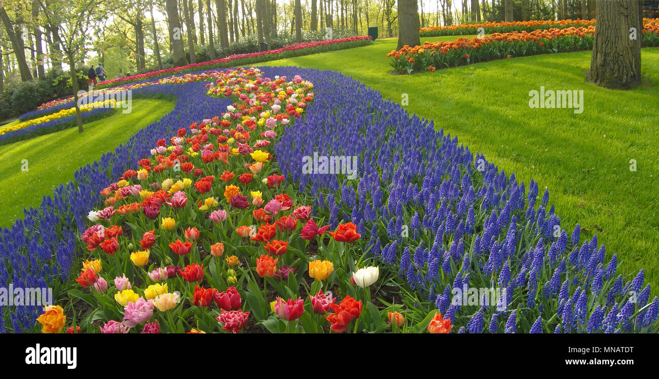 Patterns made with the designs to showcase the colourfull spring bulbs ...