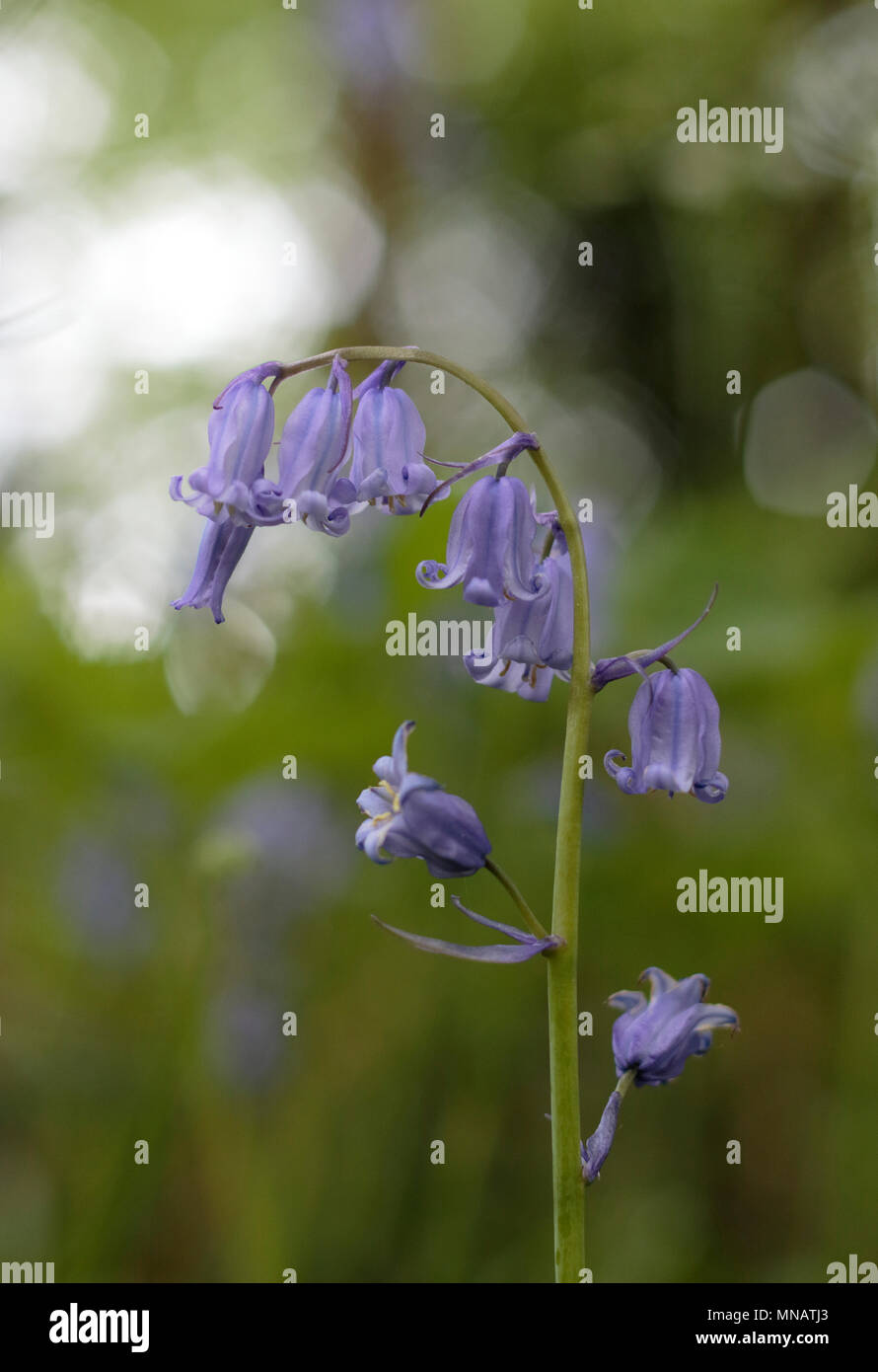 Bluebell in bloom hi-res stock photography and images - Alamy