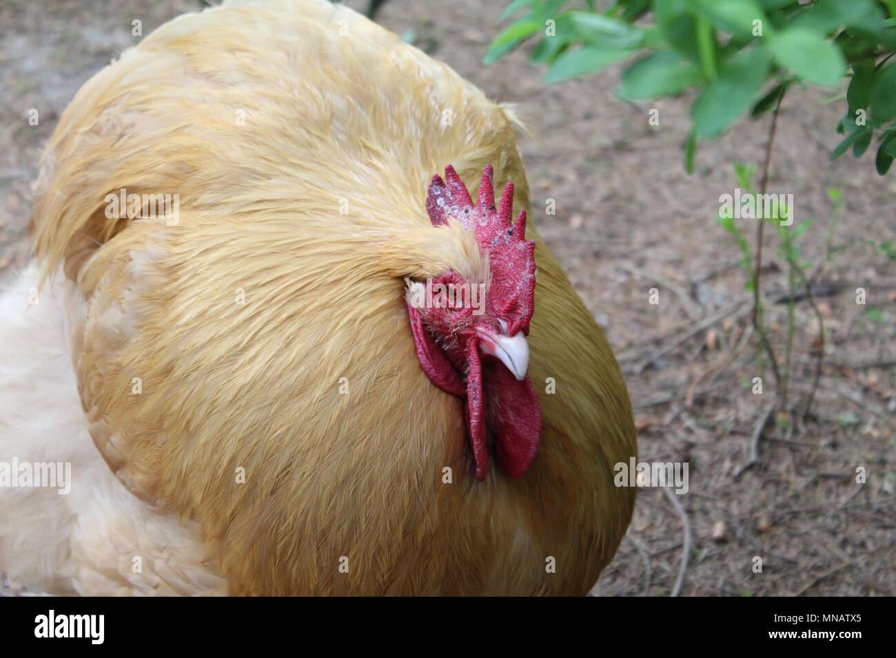 Fat red hen hi-res stock photography and images - Alamy