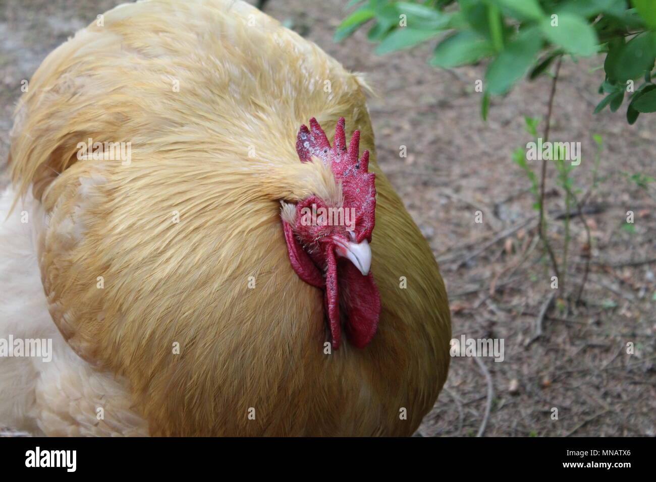 Fat rooster hi-res stock photography and images - Alamy
