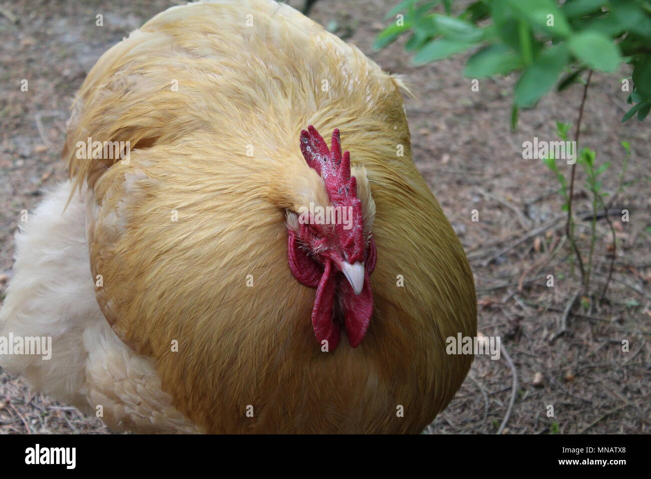 Fat beak hi-res stock photography and images - Alamy
