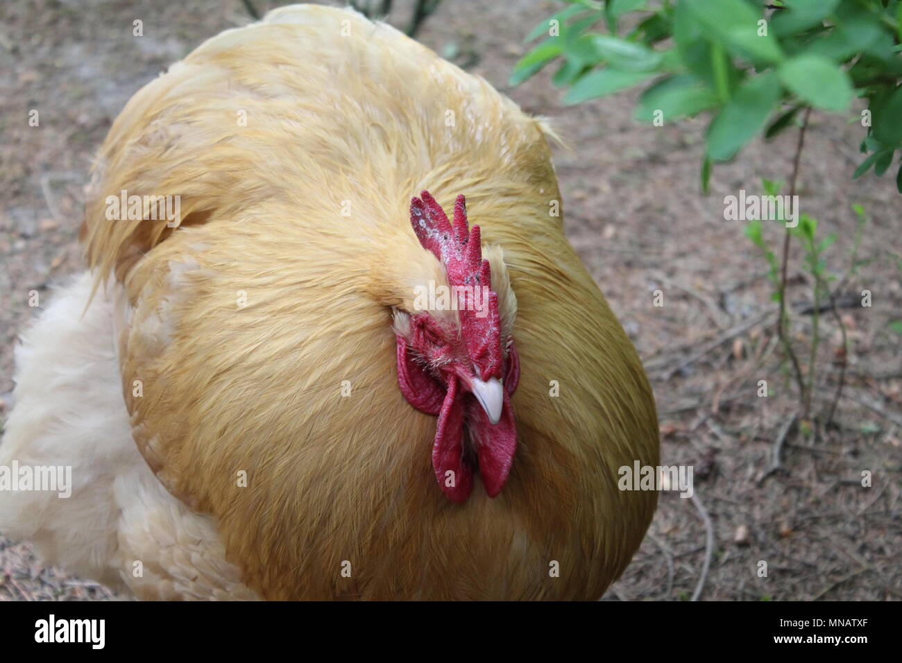 Fat rooster hi-res stock photography and images - Alamy