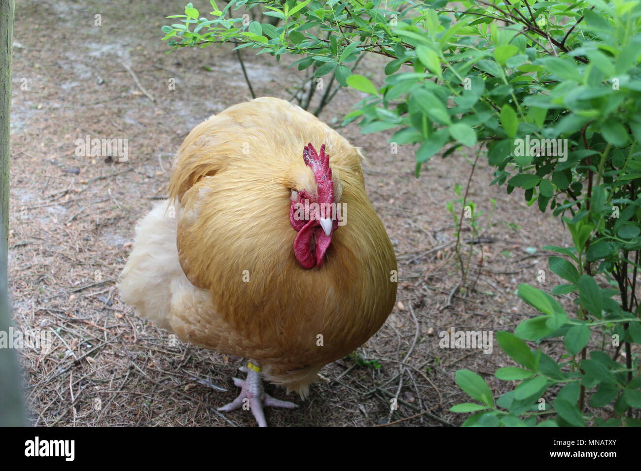Fat rooster hi-res stock photography and images - Alamy