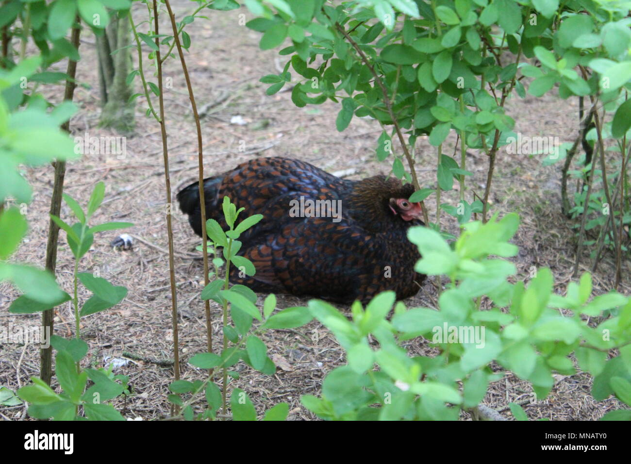 Roosting rooster hi-res stock photography and images - Alamy