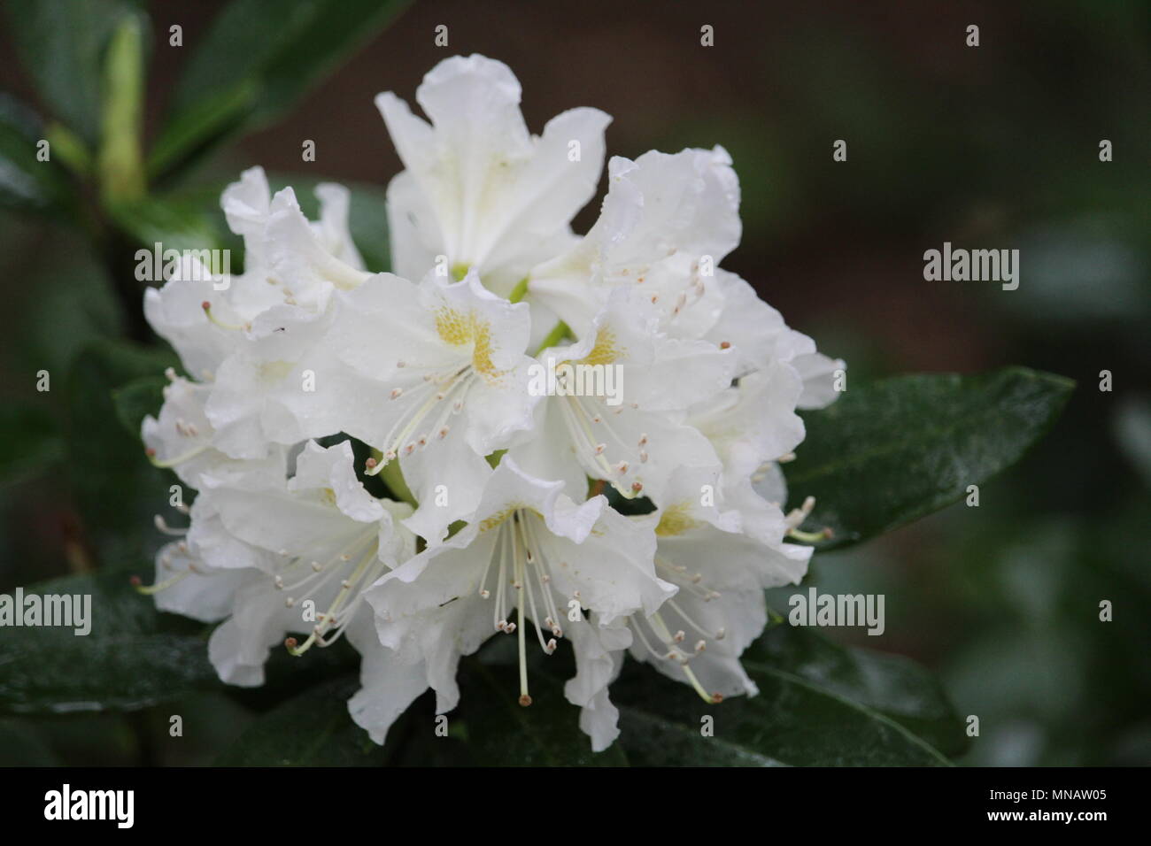 White Flower Close Up Stock Photo - Alamy