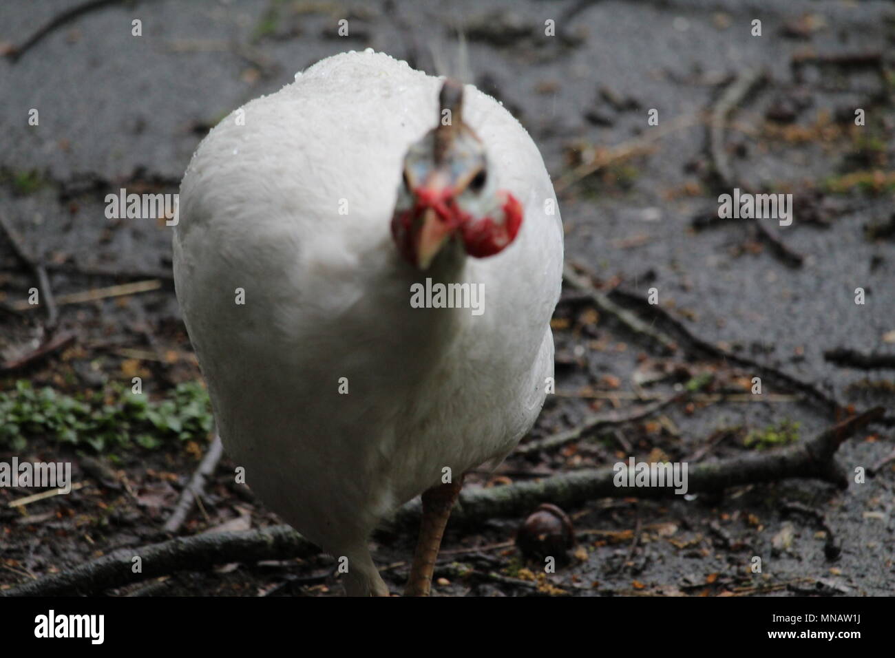 Chicken Close Up Stock Photo - Alamy