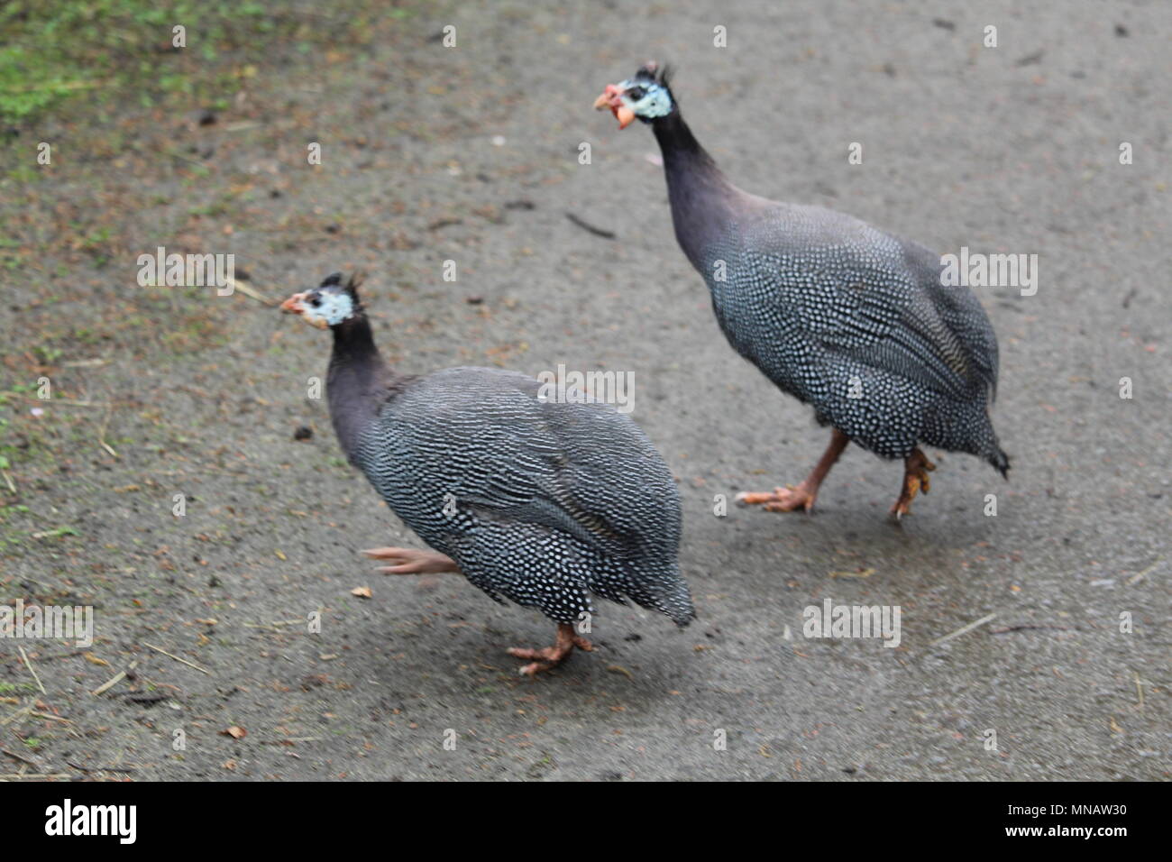 Chicken Close Up Stock Photo - Alamy