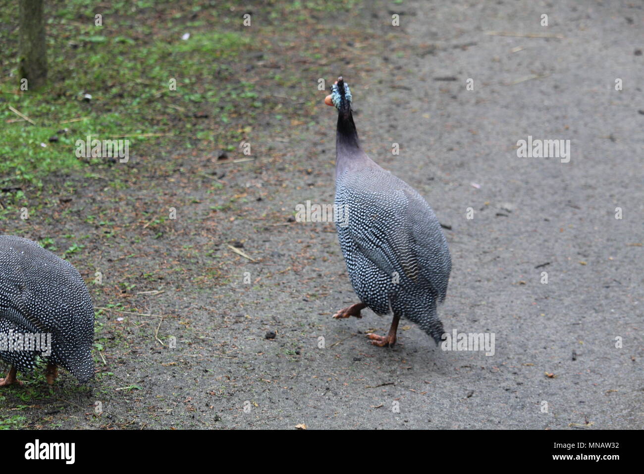 Chicken Close Up Stock Photo - Alamy