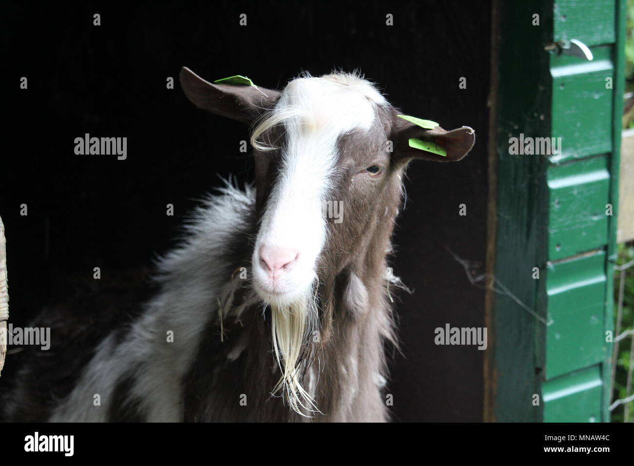 Goat Close Up Stock Photo - Alamy
