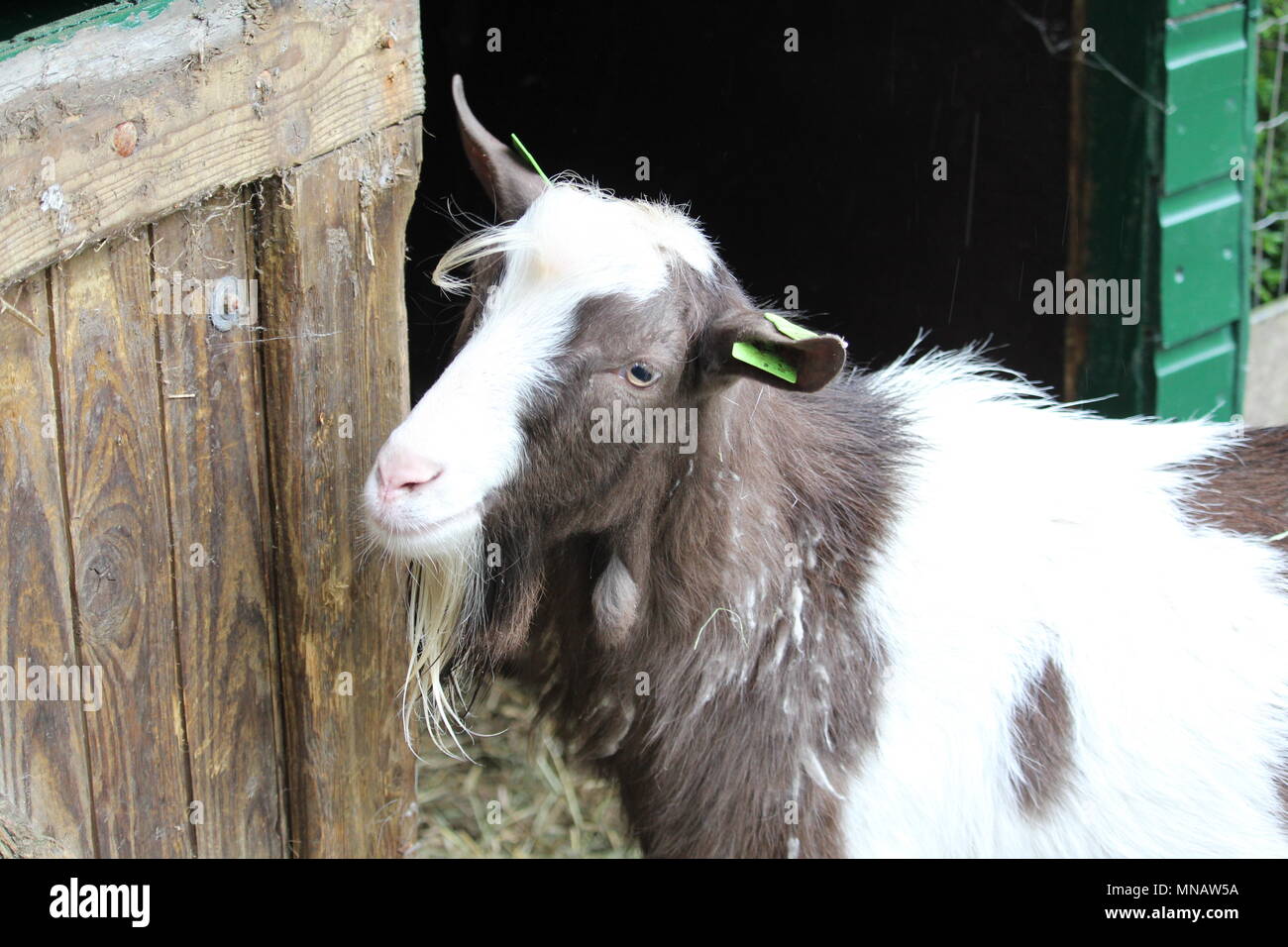 Goat Close Up Stock Photo - Alamy