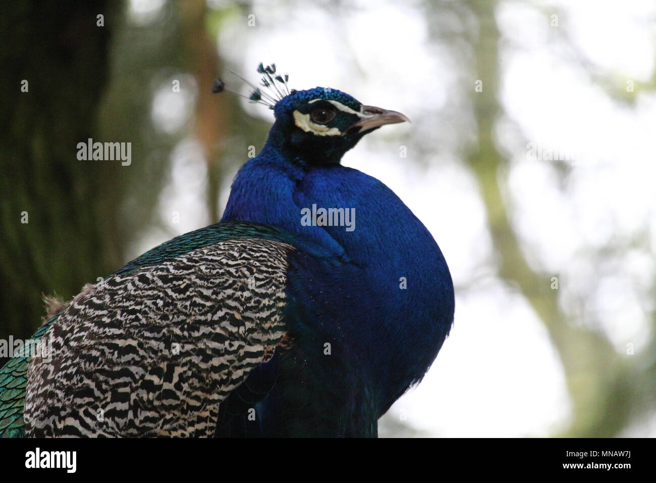Peacock Close Up Stock Photo - Alamy