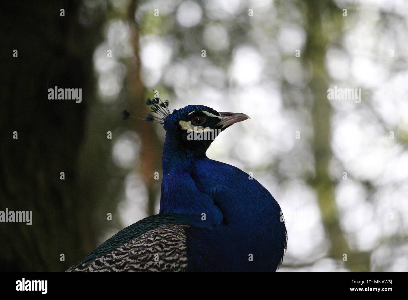 Peacock Close Up Stock Photo - Alamy