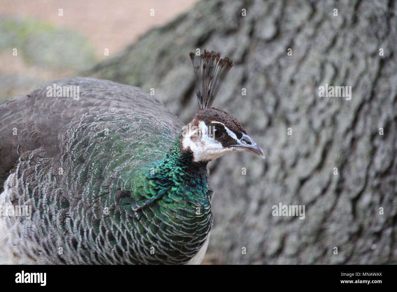 Peacock Close Up Stock Photo - Alamy