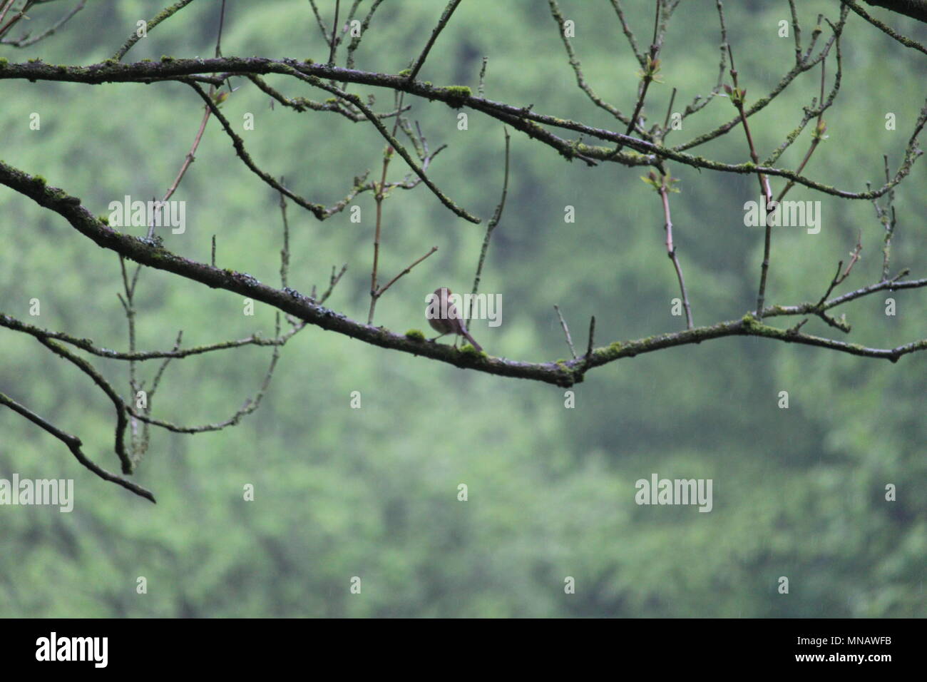 Red Robin On A Tree Branch Stock Photo - Alamy