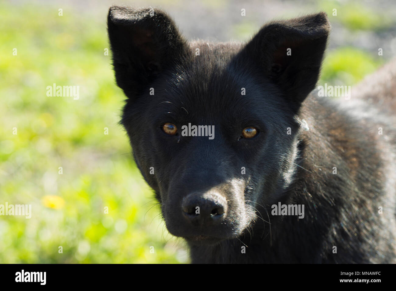 Black stray, mongrel dogs sunlight Stock Photo - Alamy