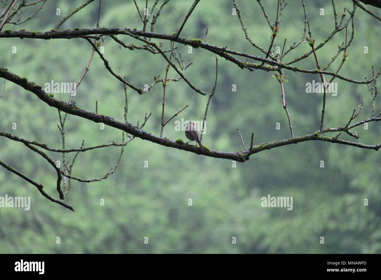 Red Robin On A Tree Branch Stock Photo - Alamy