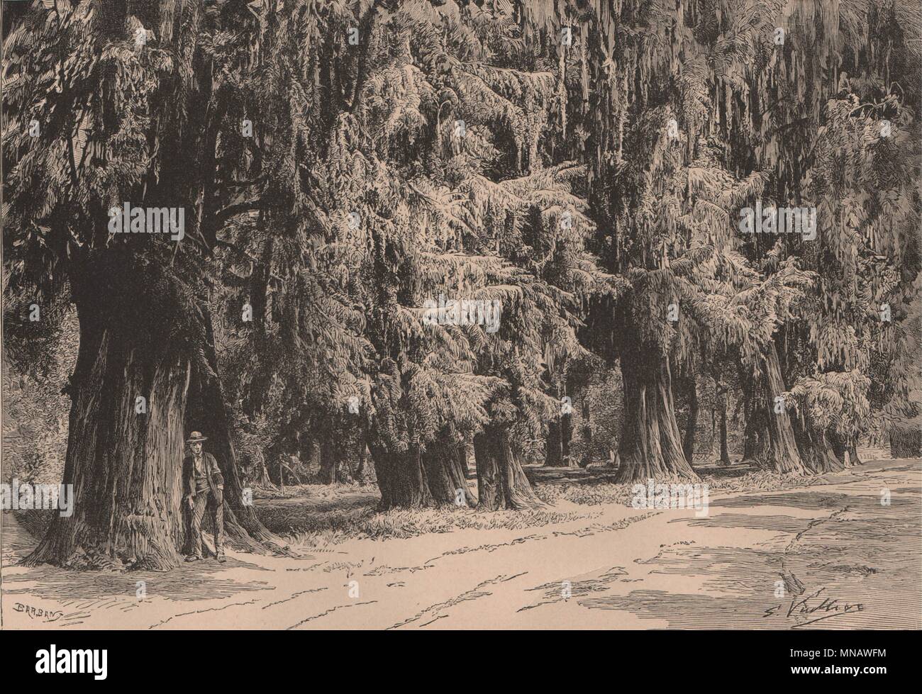 Montezuma cypress trees hi-res stock photography and images - Alamy