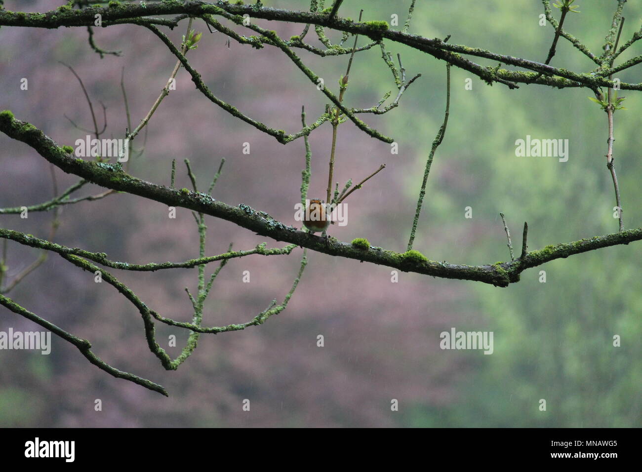 Robin tree frost hi-res stock photography and images - Alamy