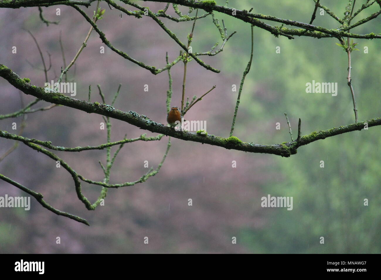 Robin frost blue sky hi-res stock photography and images - Alamy
