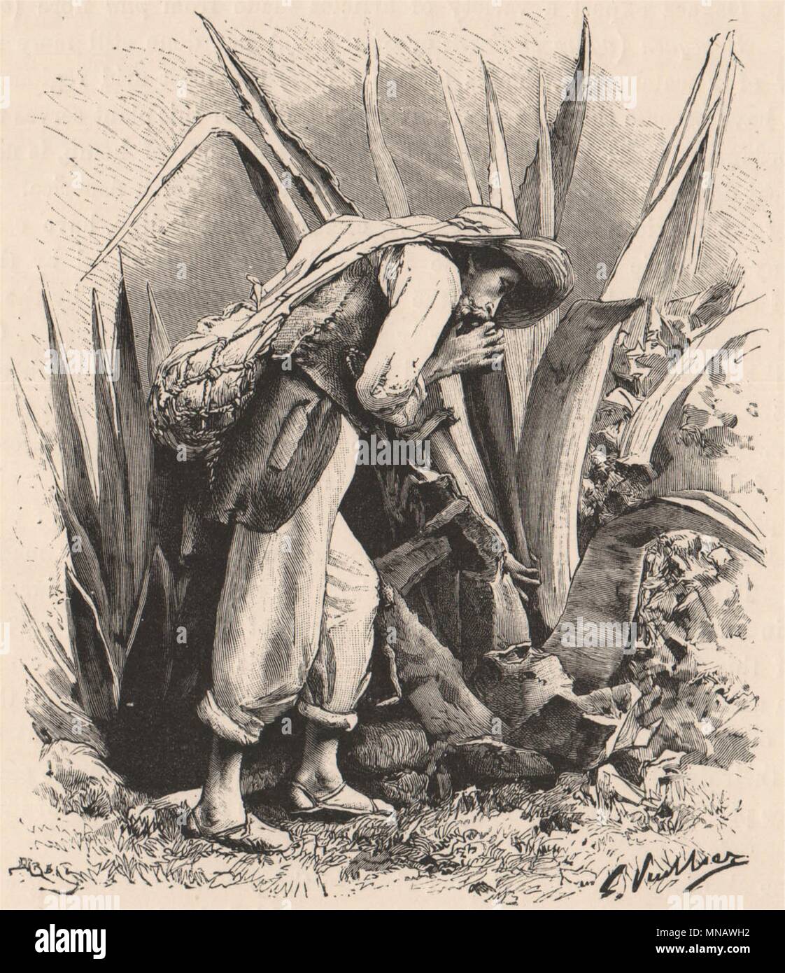 Pulquero. Pulque. Agave. Mexico 1885 old antique vintage print picture ...