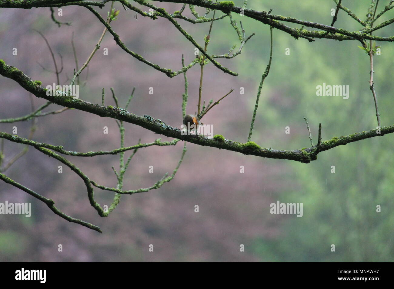 Red Robin On A Tree Branch Stock Photo - Alamy