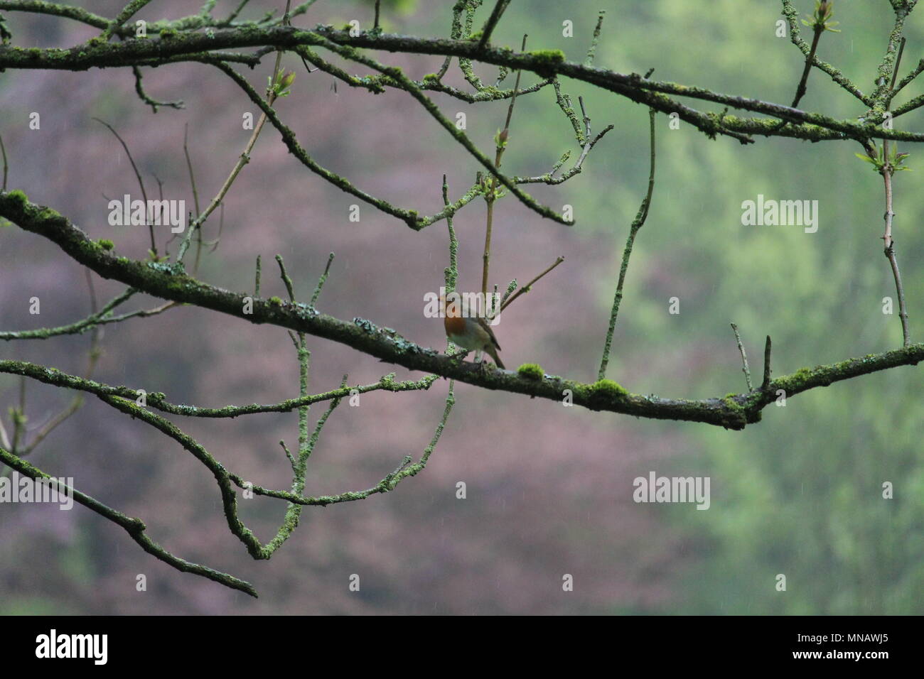 Red Robin On A Tree Branch Stock Photo - Alamy