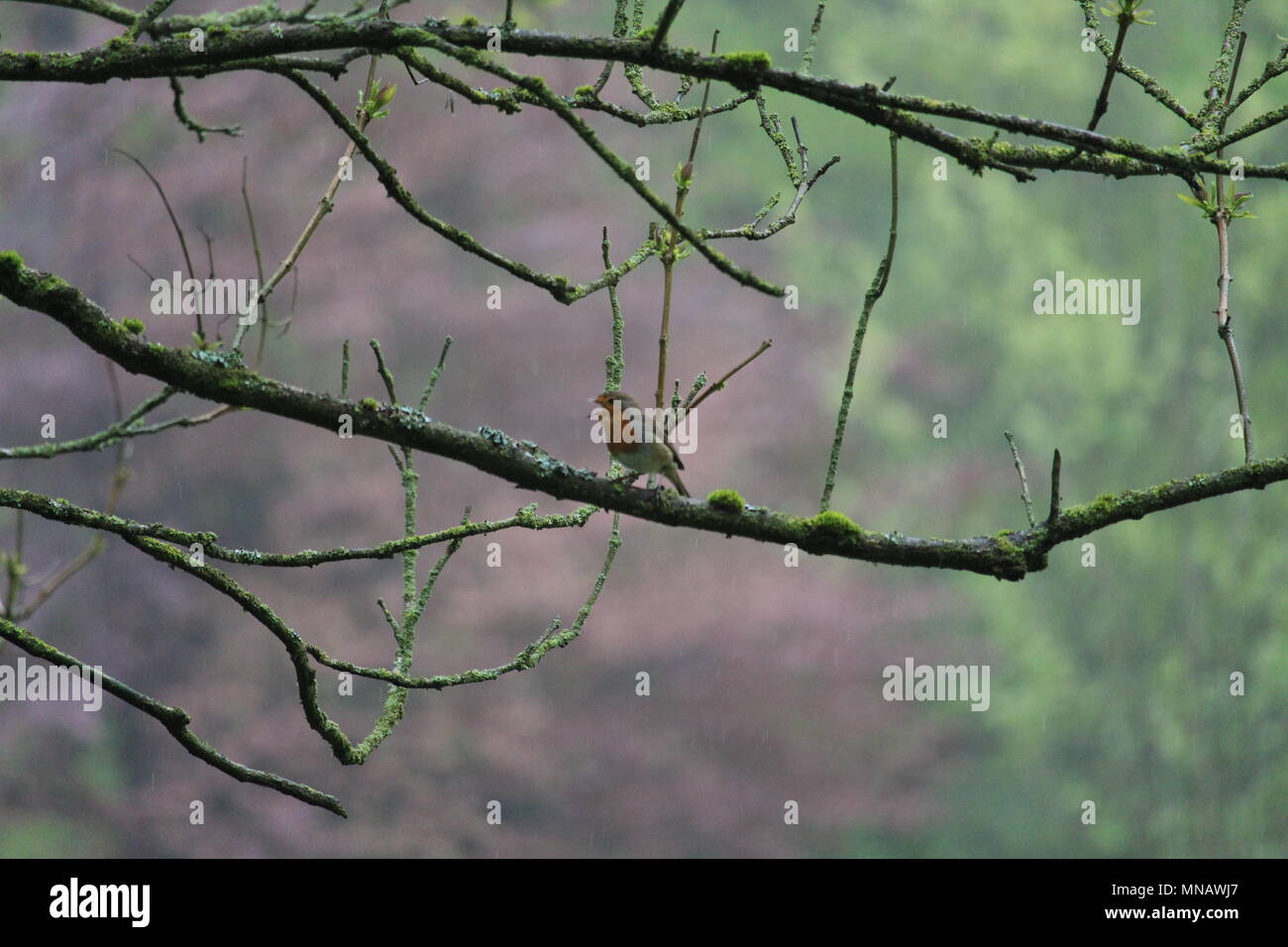 Robin frost blue sky hi-res stock photography and images - Alamy