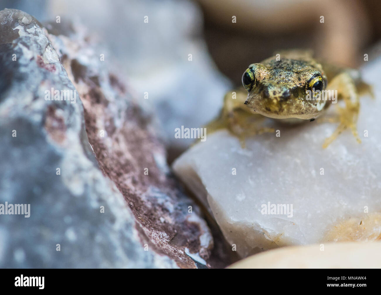 Green froglet hi-res stock photography and images - Alamy