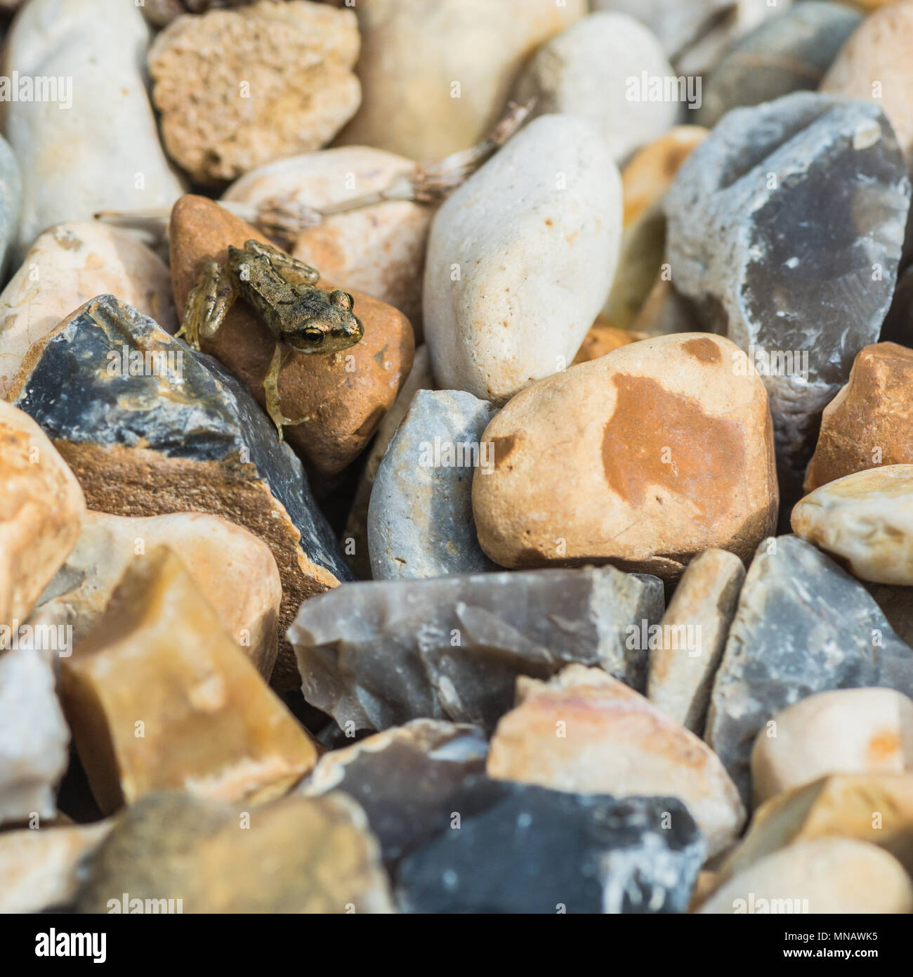 Green froglet hi-res stock photography and images - Alamy