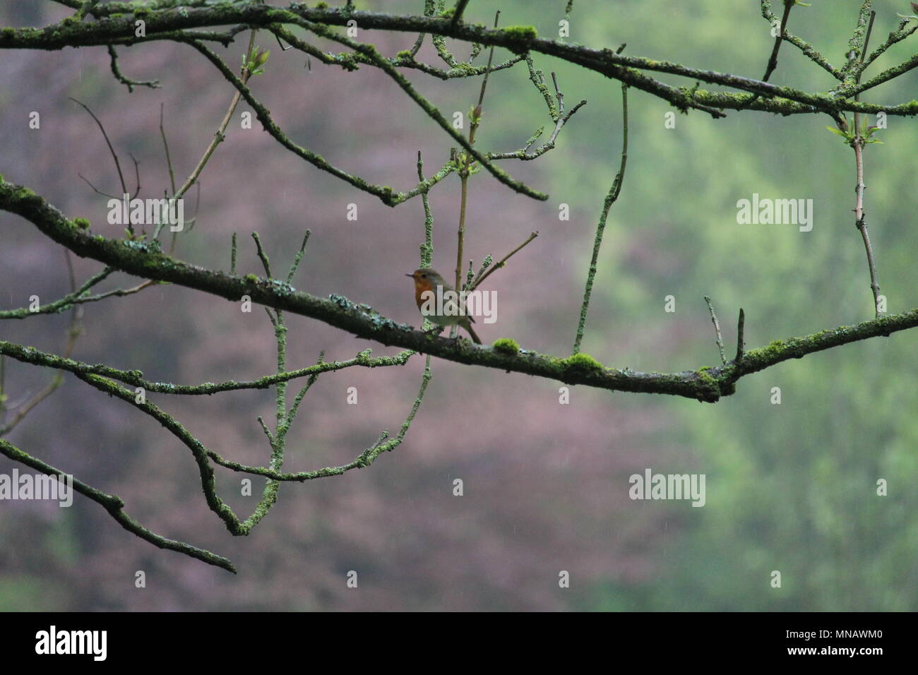 Red Robin On A Tree Branch Stock Photo - Alamy