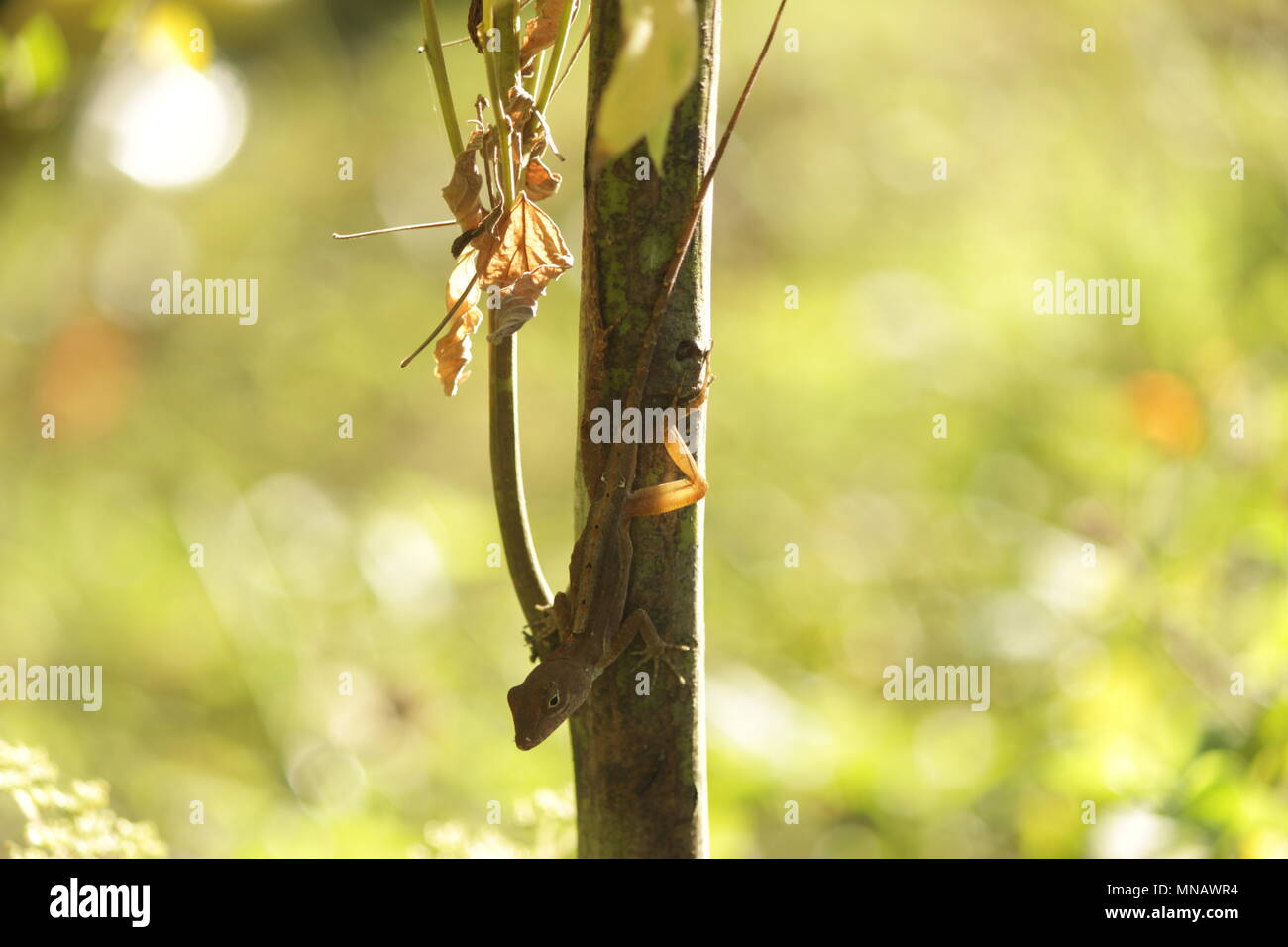 lizard in tree Stock Photo - Alamy