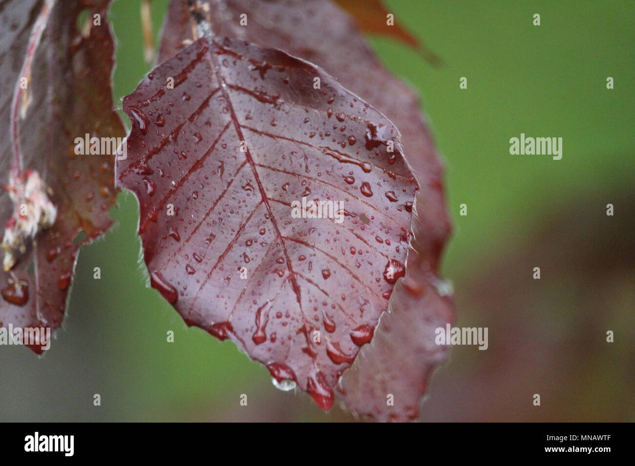 Red Leaf With Water Droplets Stock Photo - Alamy