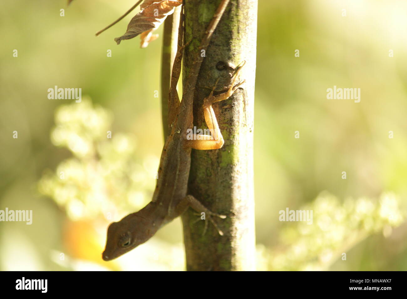 lizard in tree Stock Photo - Alamy
