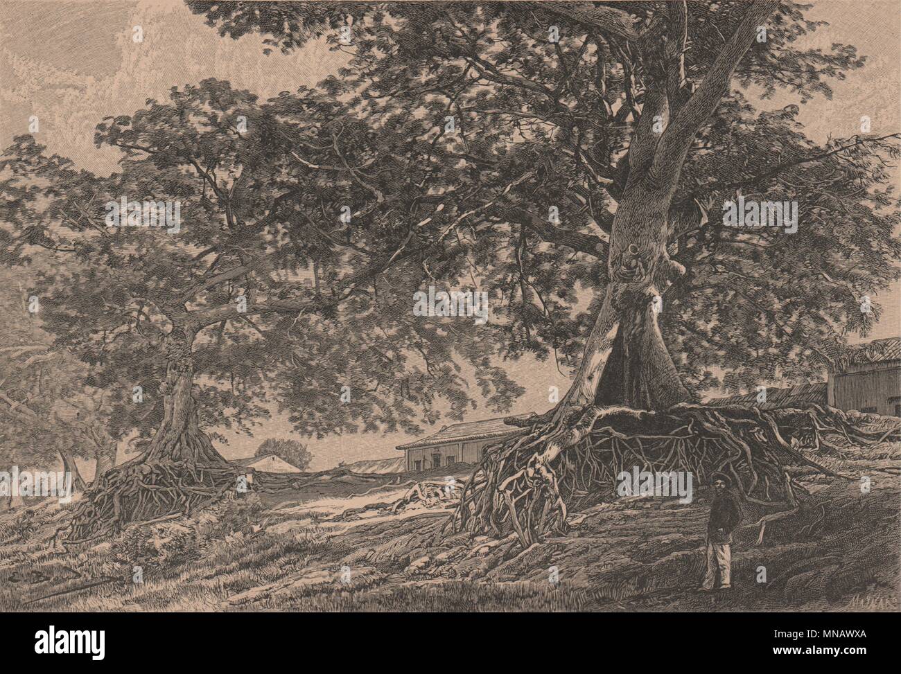 Ceiba trees near Bolivar, Venezuela 1885 old antique vintage print ...