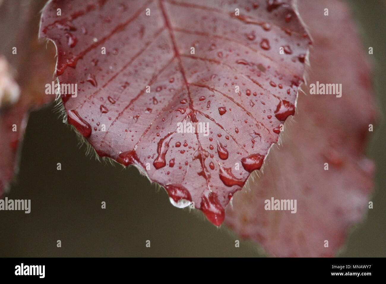 Red Leaf With Water Droplets Stock Photo - Alamy