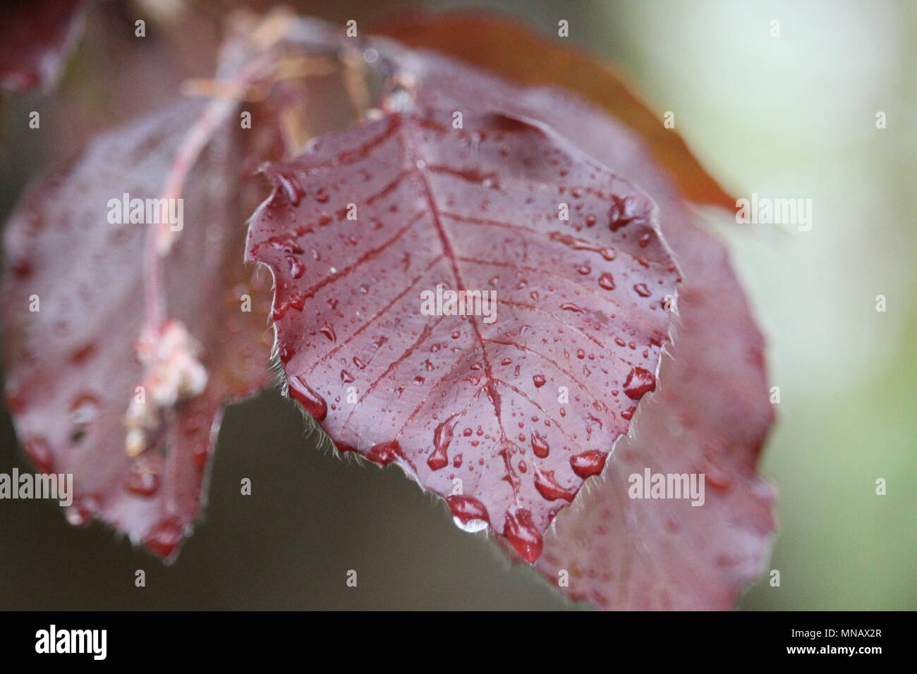 Red Leaf With Water Droplets Stock Photo - Alamy