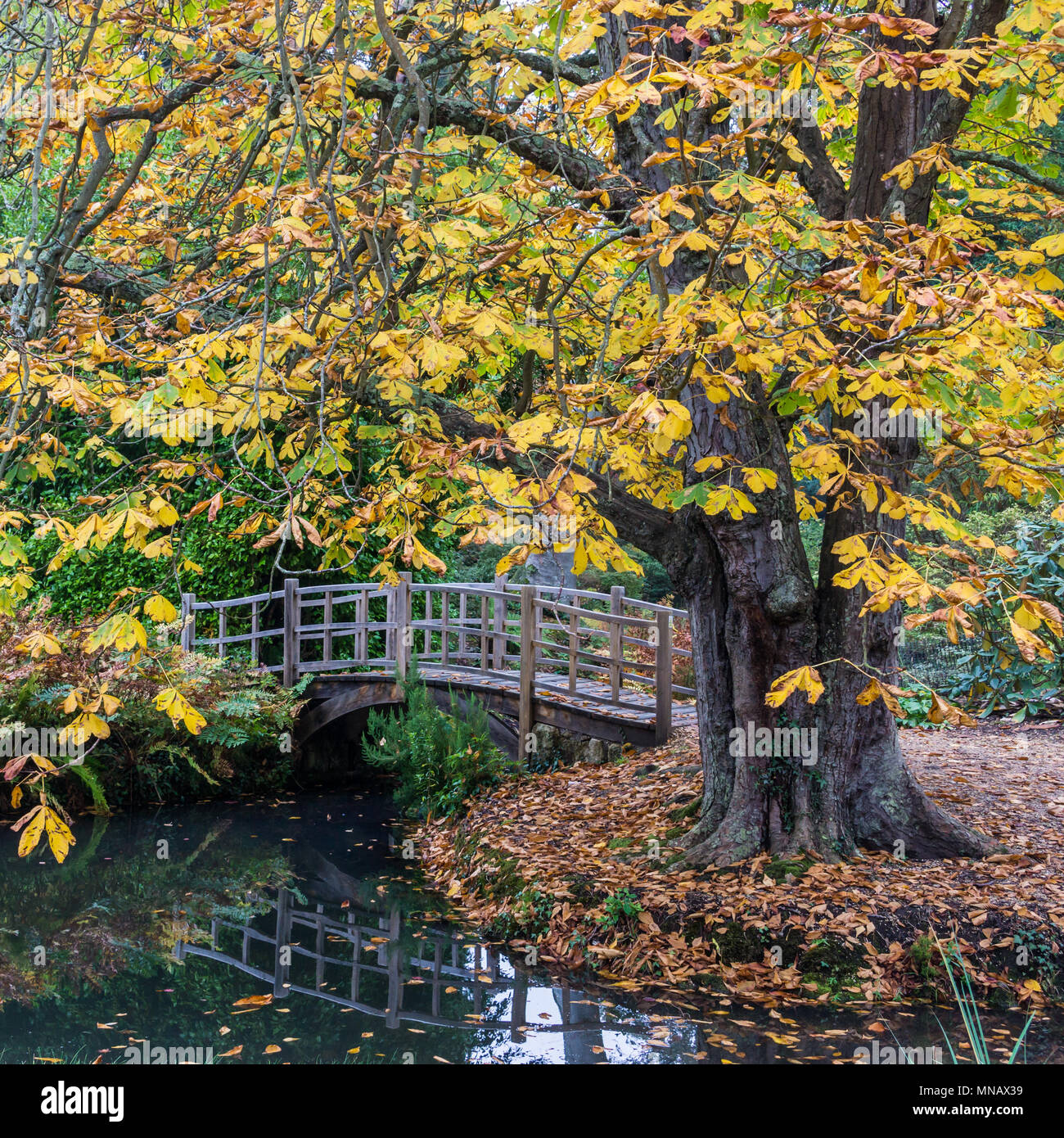 A view of a Japanese style bridge, framed by a horse chestnut tree ...