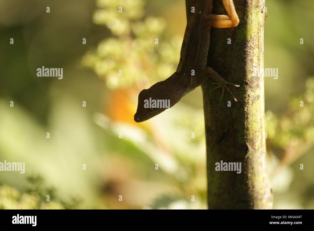 lizard in tree Stock Photo - Alamy
