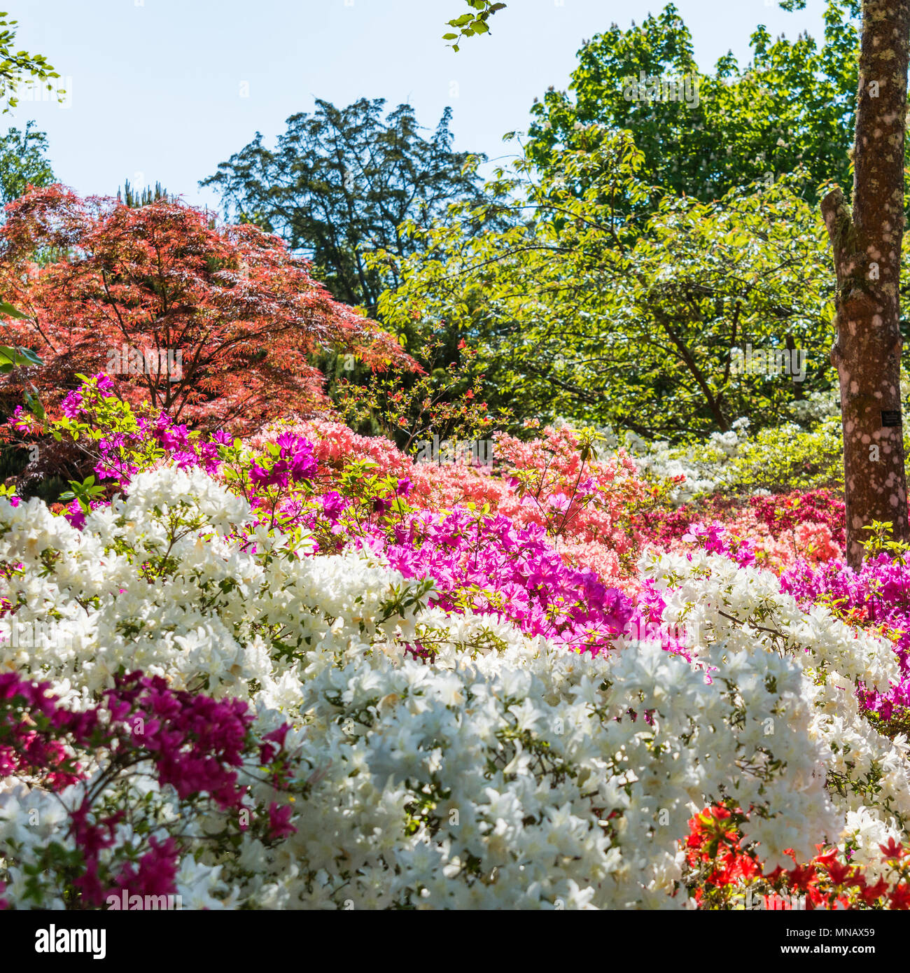 A colourful border display with azaleas, rhododendrons, acers and other ...