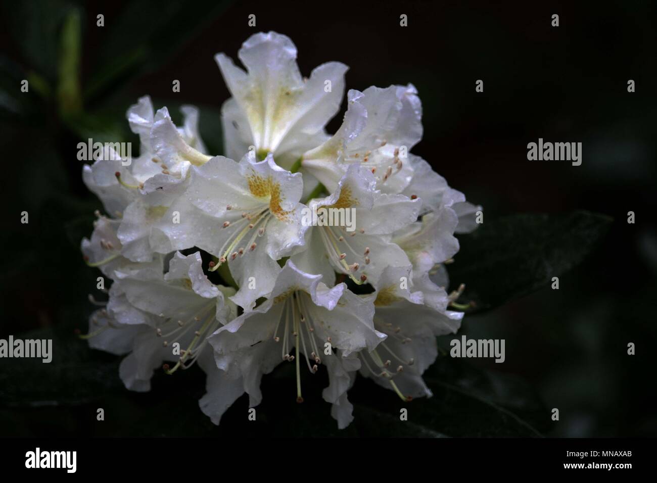 White Flower Close Up Stock Photo - Alamy