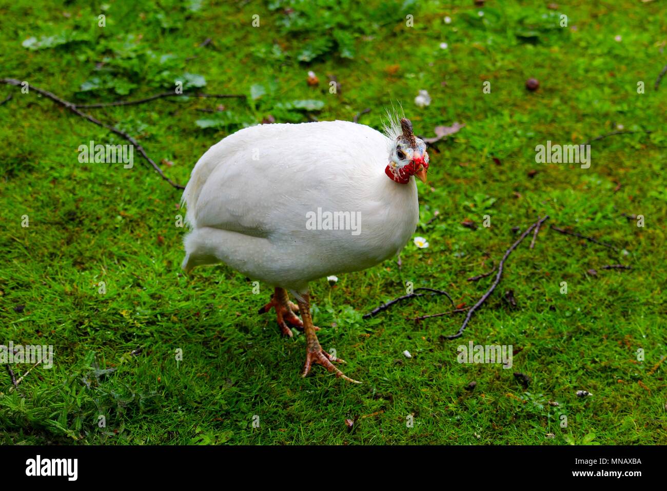 Chicken Close Up Stock Photo - Alamy