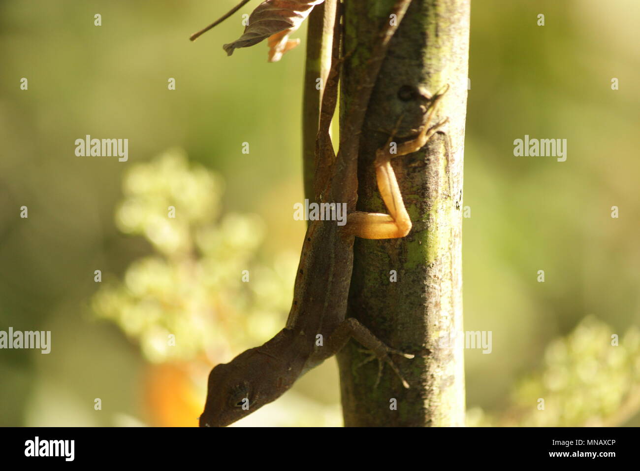 lizard in tree Stock Photo - Alamy