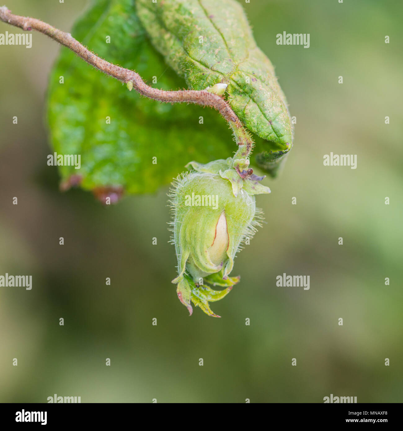 Corkscrew hazel tree hi-res stock photography and images - Alamy